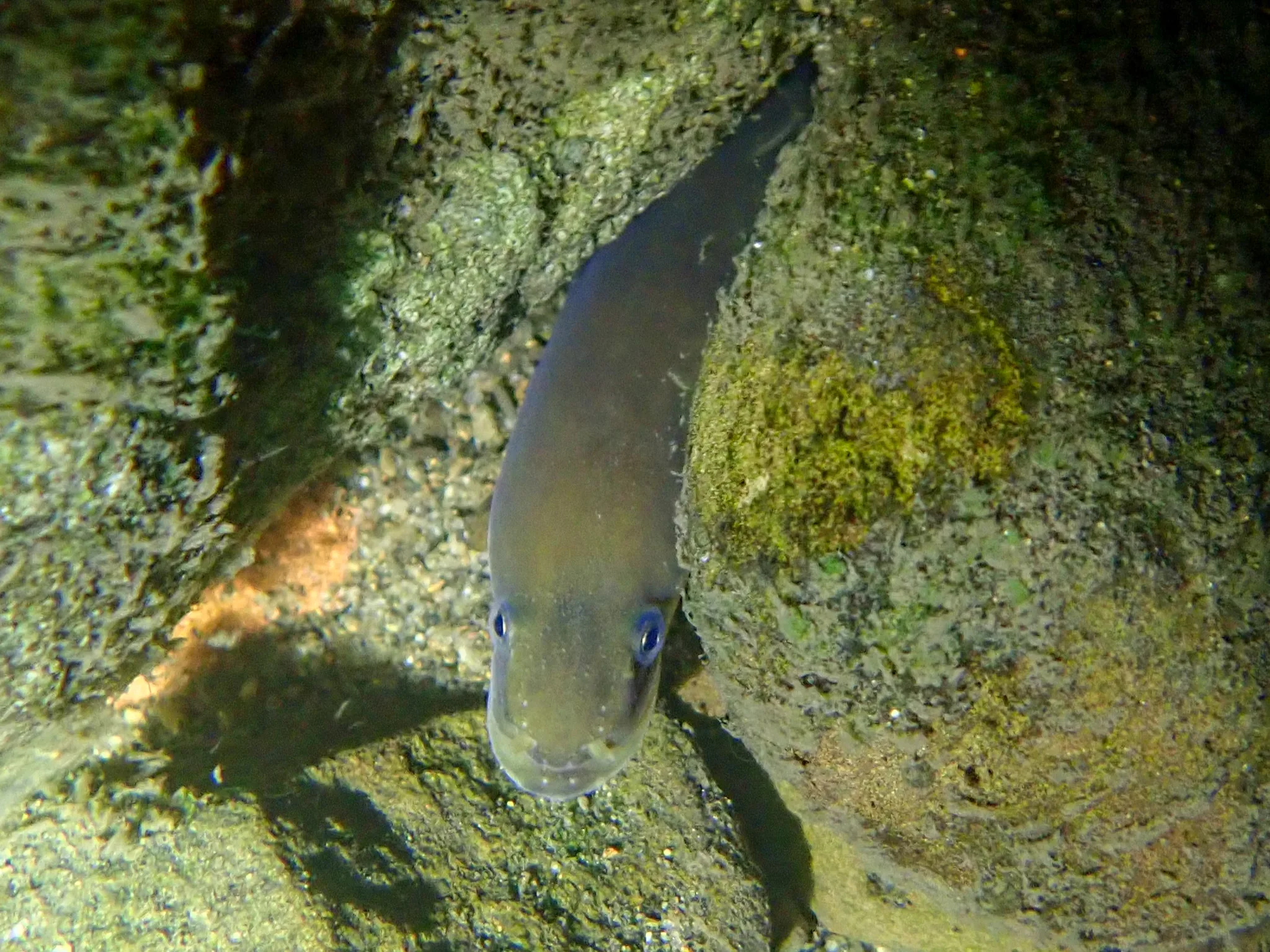 Exploring Recent Japanese Public Perception of Freshwater Eels of the ...